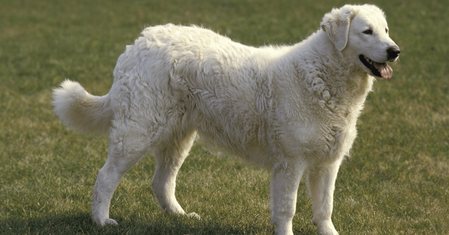 14 Best Farm Dog Breeds for Herding, Protection, and Work on Your Farm.