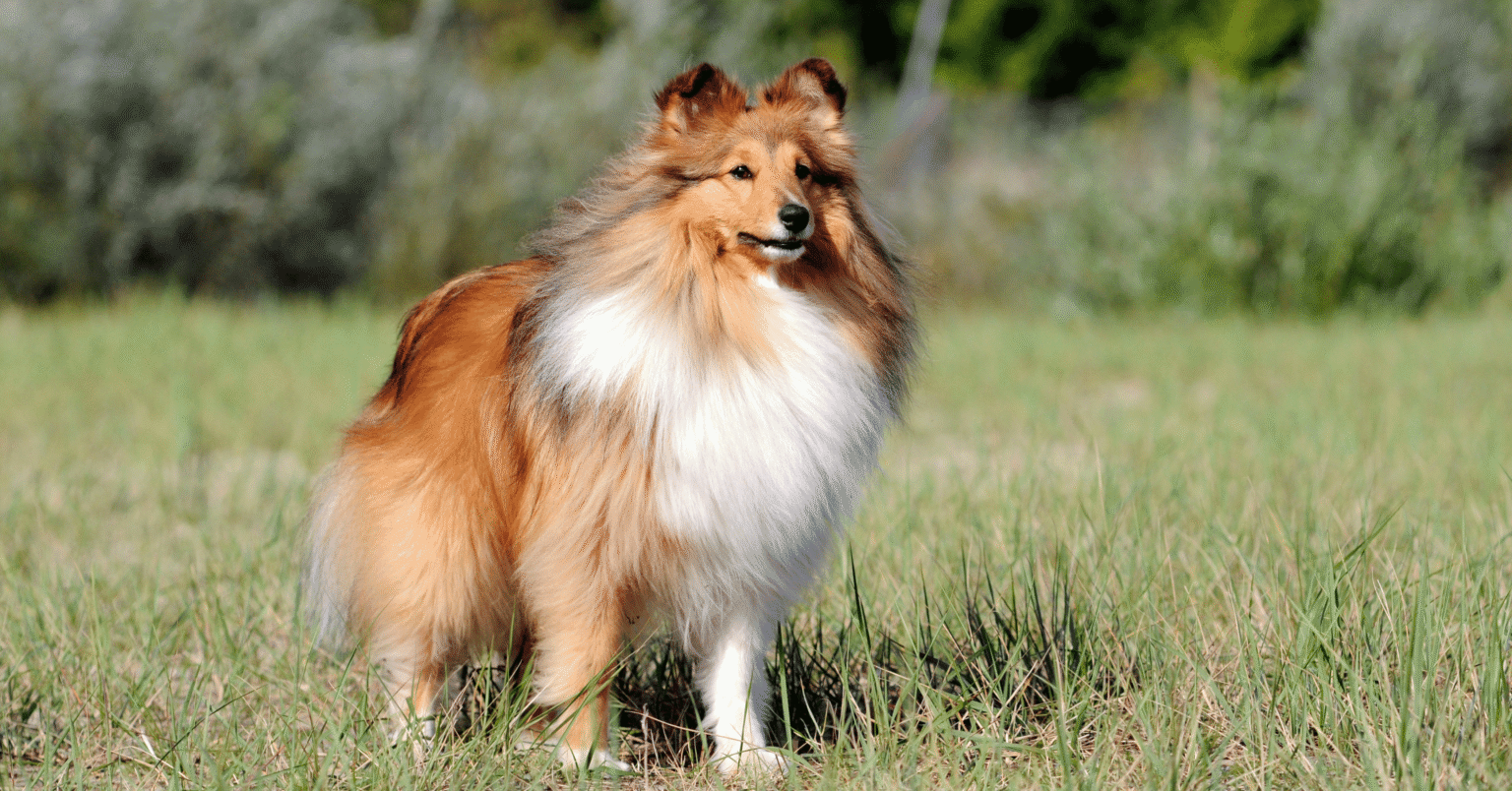 14 Best Farm Dog Breeds for Herding, Protection, and Work on Your Farm.