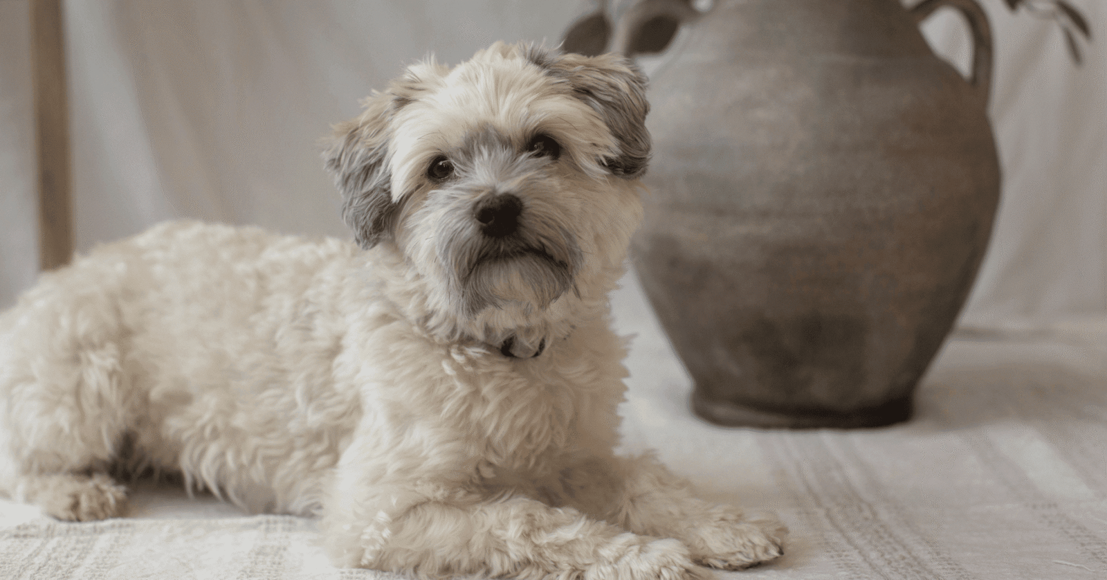 15 Best Dog Breeds for First-Time Owners